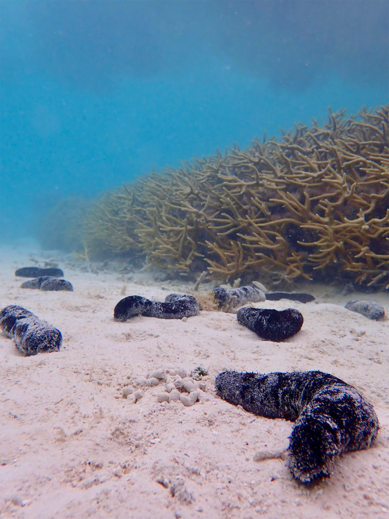 Sea cucumbers are the 'scum suckers' corals desperately need | Popular ...