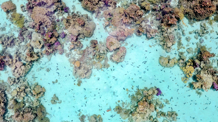 Sea cucumbers are the 'scum suckers' corals desperately need | Popular ...