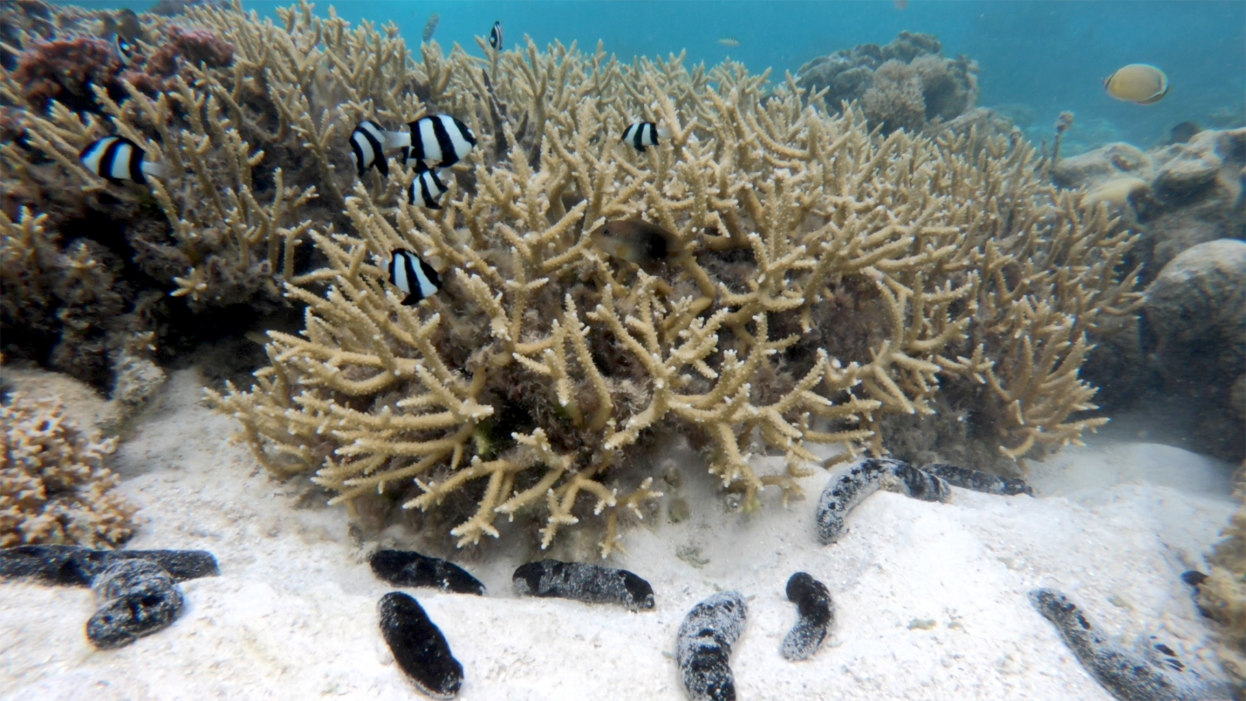 Sea cucumbers are the 'scum suckers' corals desperately need | Popular ...