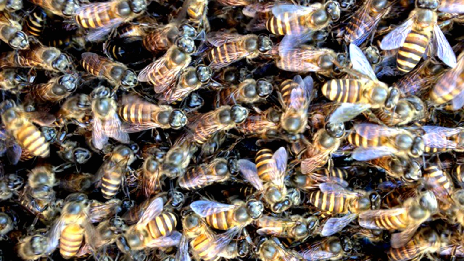 How a single honey bee colony led to a species invasion | Popular Science