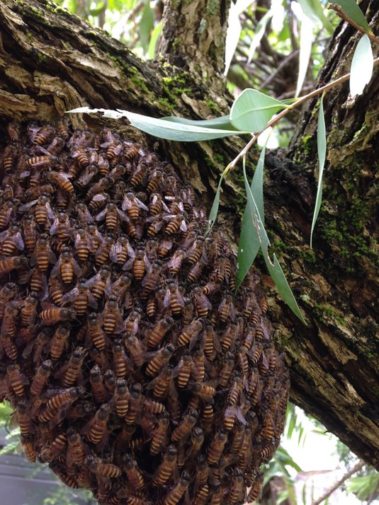 How a single honey bee colony led to a species invasion | Popular Science