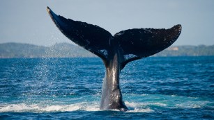 Why scientists are tracking whale tails with AI | Popular Science