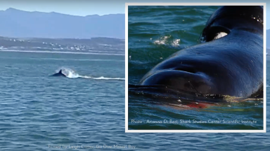 Orca observed hunting and killing a great white shark by itself for the ...