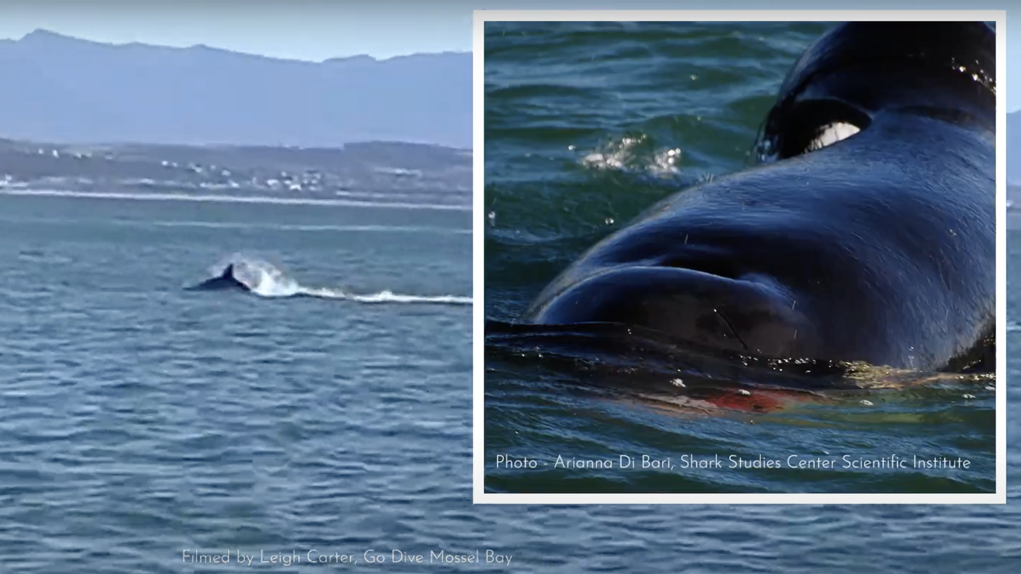 Orca observed hunting and killing a great white shark by itself for the ...