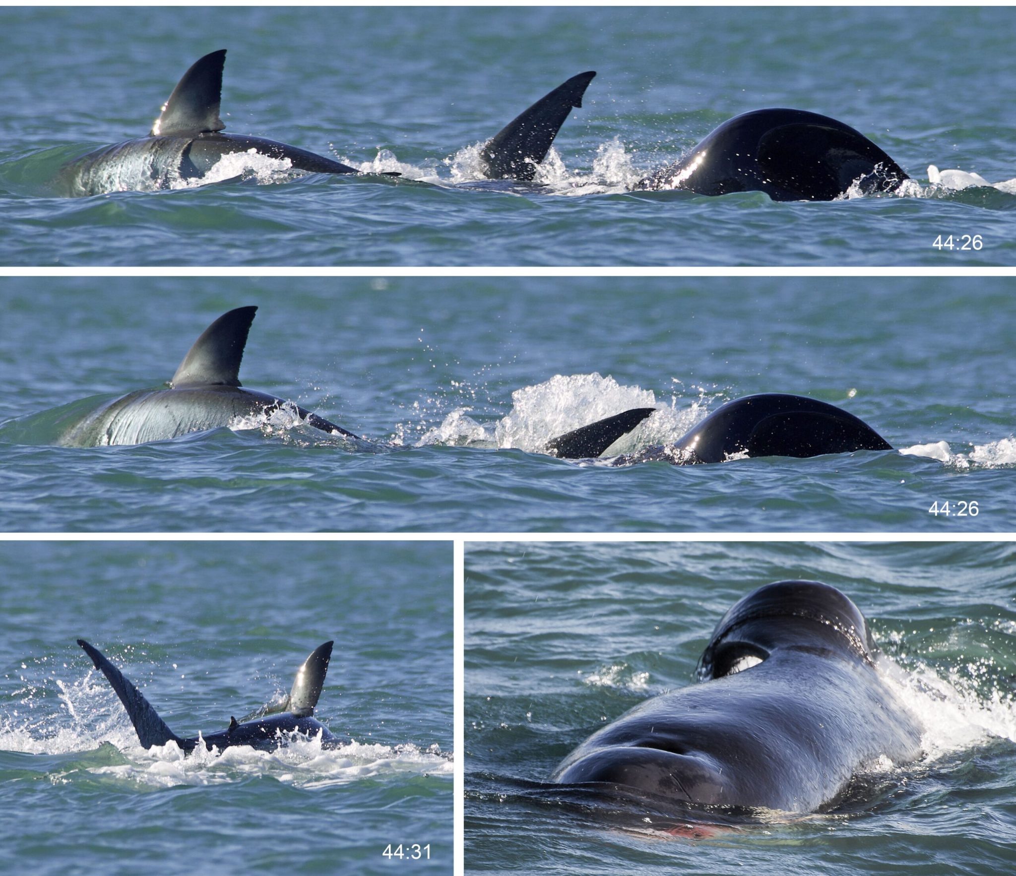 Orca observed hunting and killing a great white shark by itself for the ...