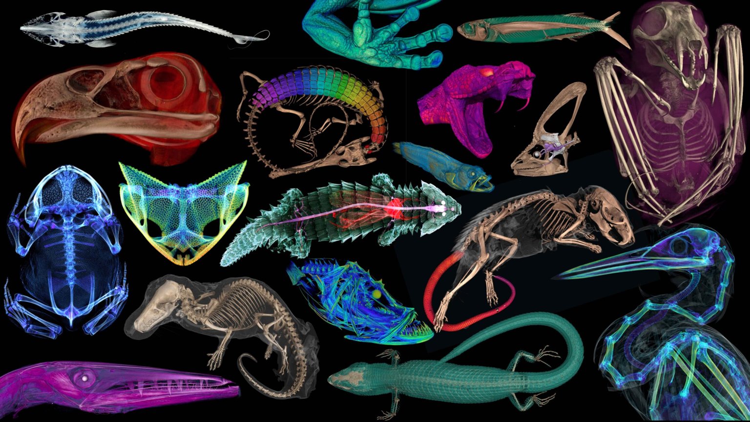 Look inside 13,000 animals with CT scans–no scalpel needed | Popular ...