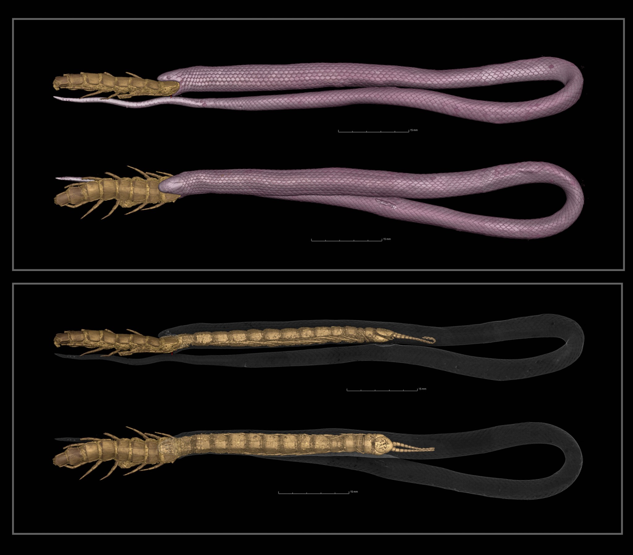 Look inside 13,000 animals with CT scans–no scalpel needed | Popular ...