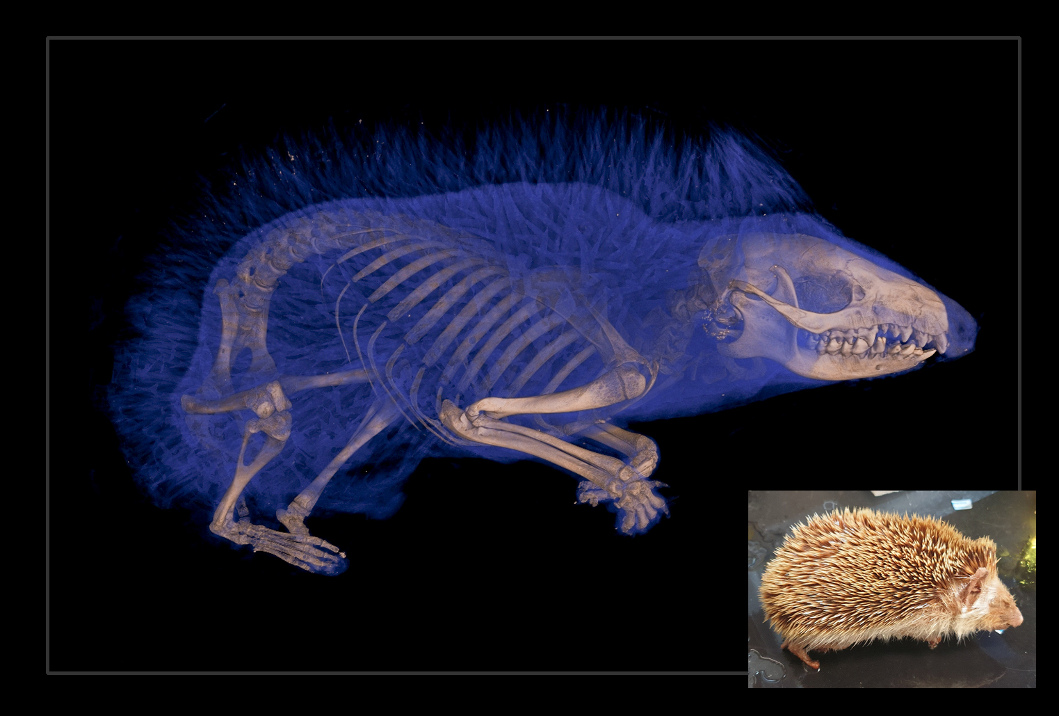 Look inside 13,000 animals with CT scans–no scalpel needed | Popular ...