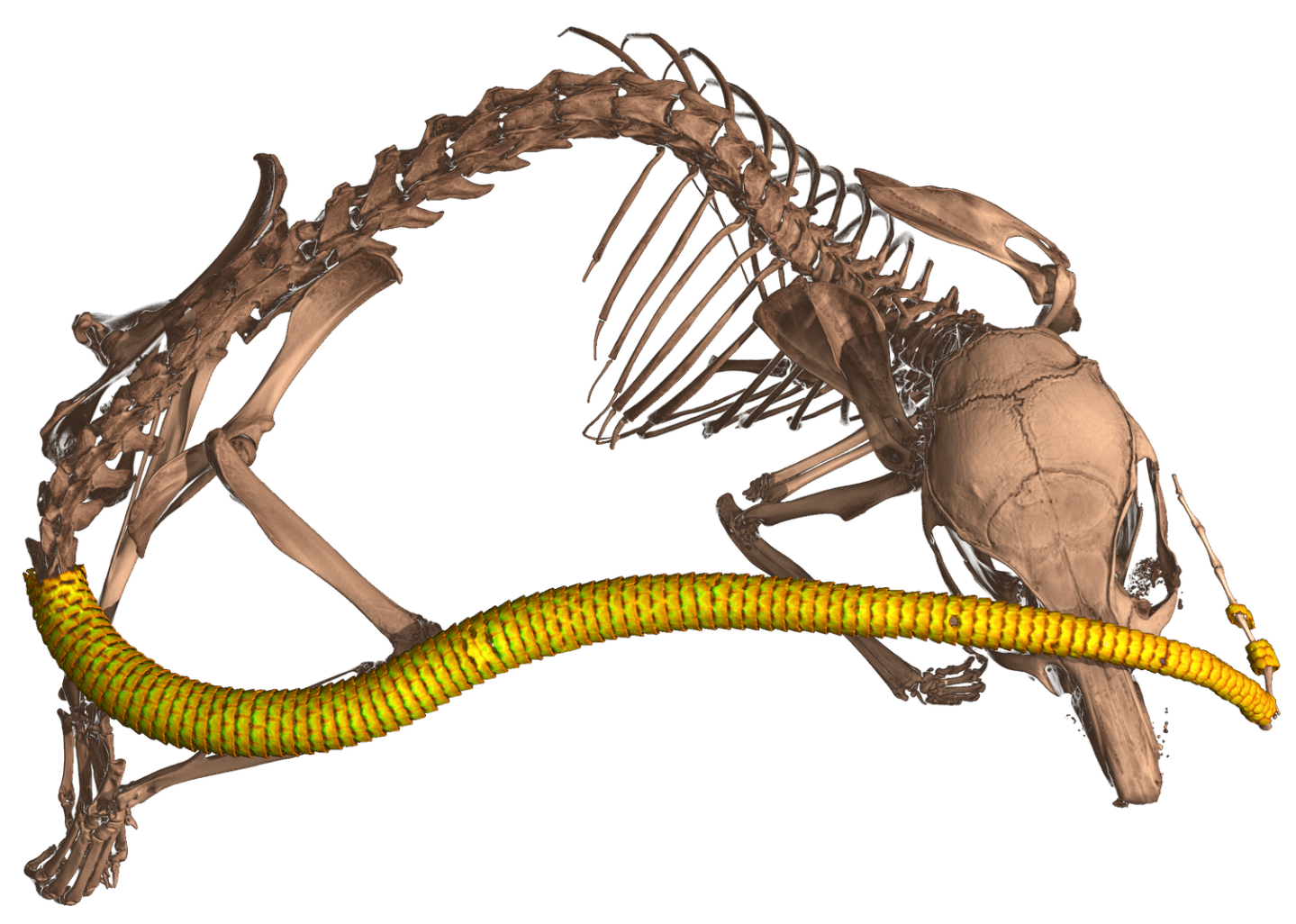 Look inside 13,000 animals with CT scans–no scalpel needed | Popular ...