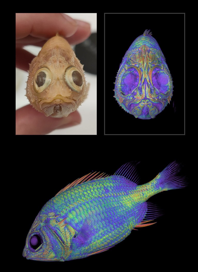 Look inside 13,000 animals with CT scans–no scalpel needed | Popular ...