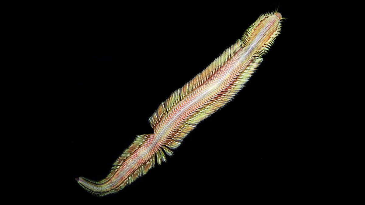 Newly discovered deep-sea worm moves like a ‘living magic carpet ...