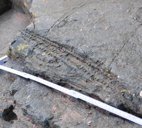 World’s oldest known fossilized forest discovered in England | Popular ...