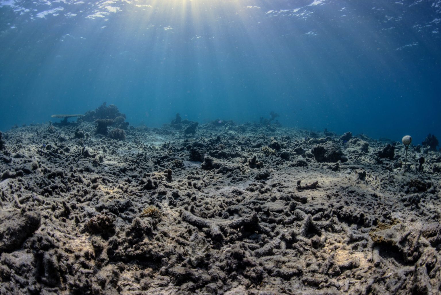 Sandy 'Reef Stars' help bring life back to coral reefs hurt by dynamite ...