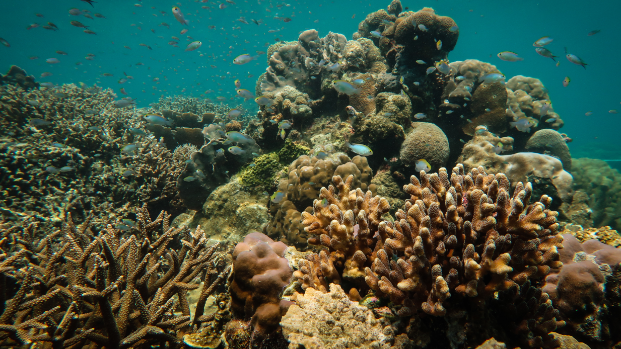 Sandy 'Reef Stars' help bring life back to coral reefs hurt by dynamite ...