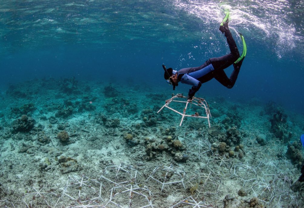 Sandy 'Reef Stars' help bring life back to coral reefs hurt by dynamite ...