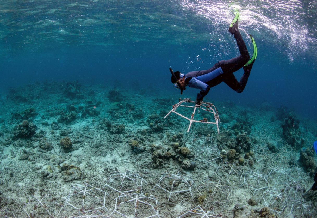 Sandy 'Reef Stars' help bring life back to coral reefs hurt by dynamite ...