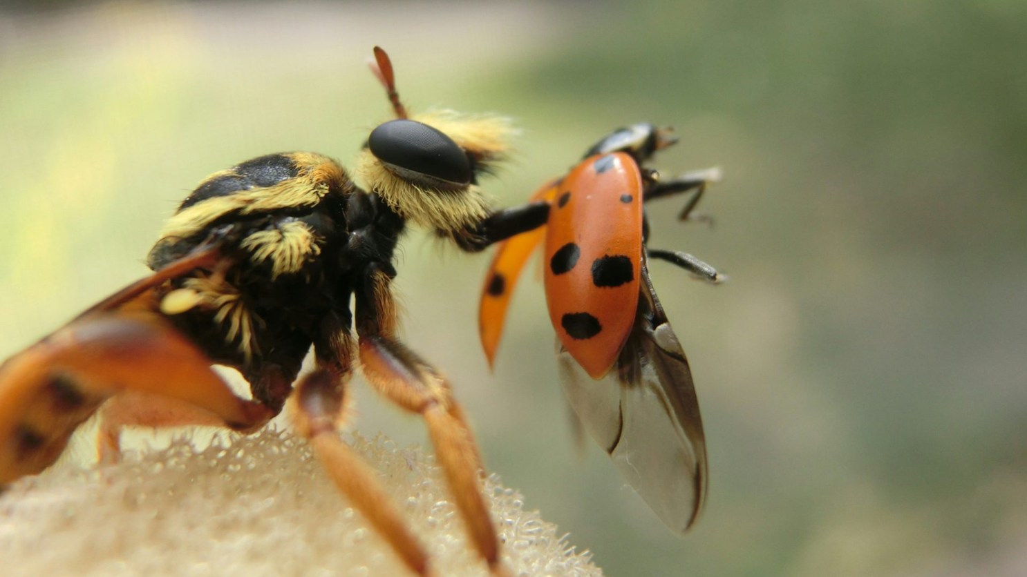How robber flies spear their prey with long sucking mouthparts ...