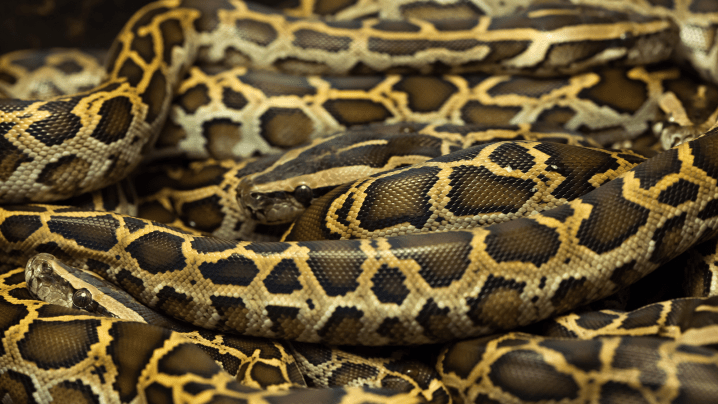Scientists propose eating more python | Popular Science