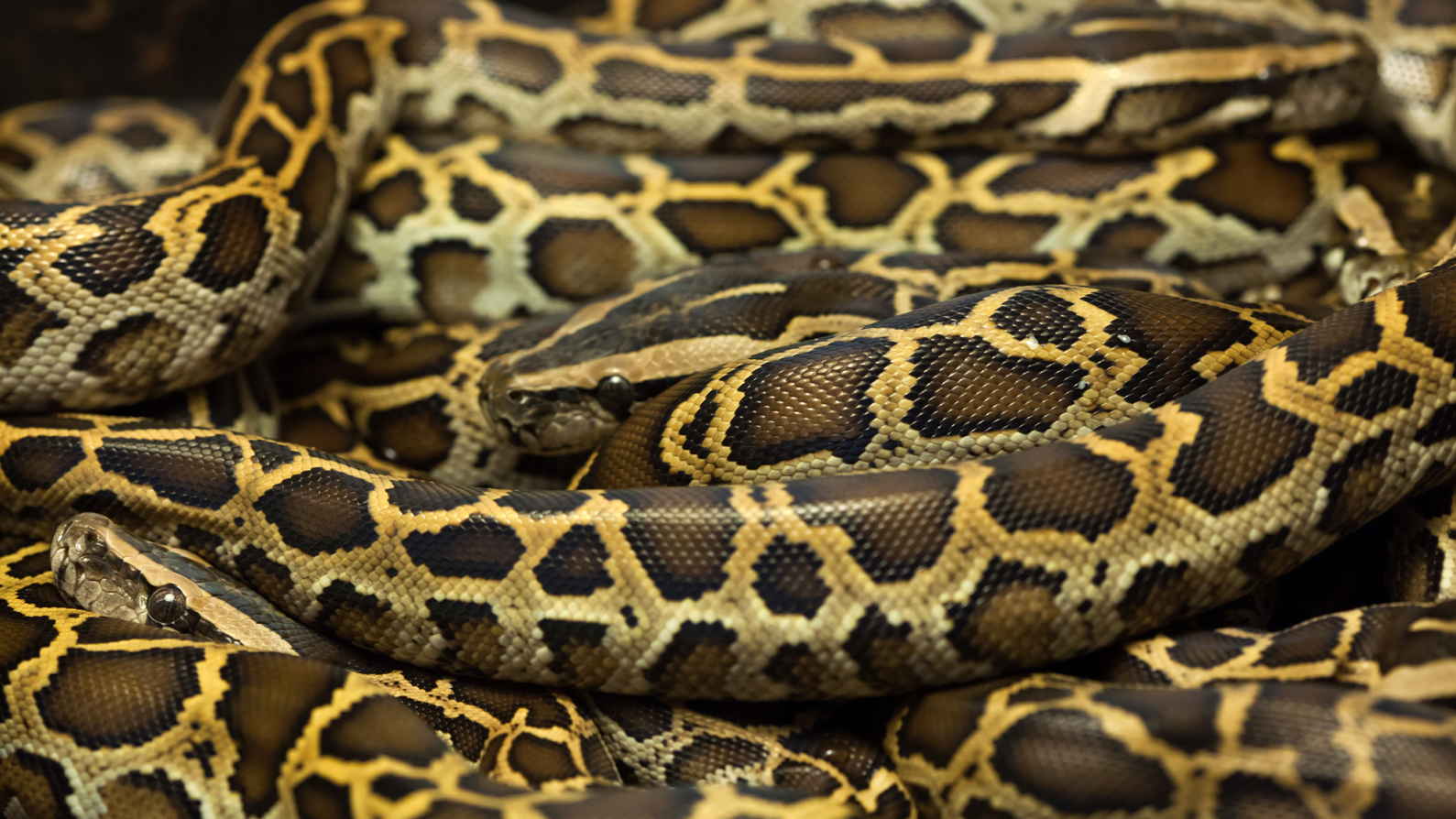 Scientists propose eating more python | Popular Science