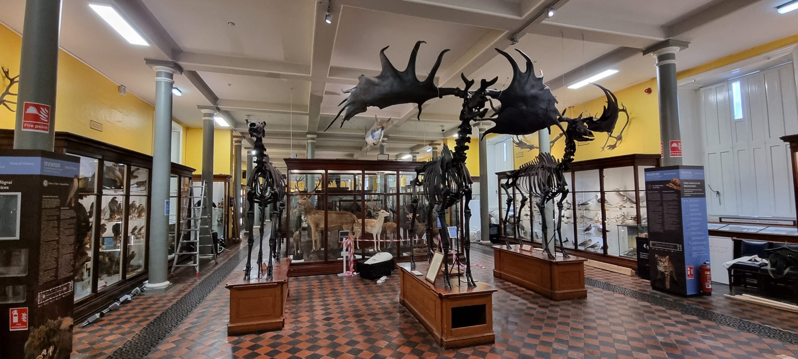 Ireland was once home to deer with massive 12-foot antlers | Popular ...