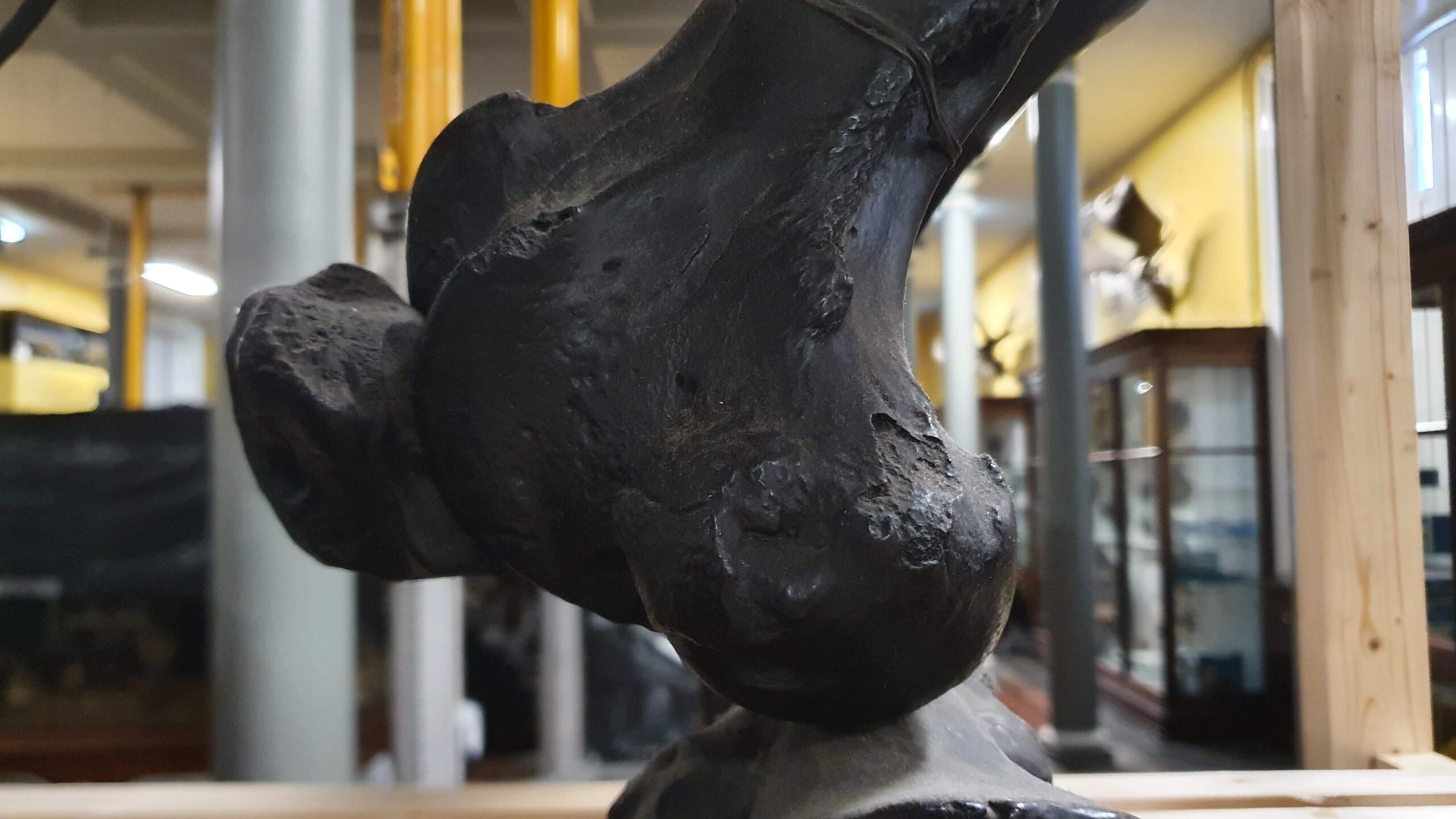 Ireland was once home to deer with massive 12-foot antlers | Popular ...