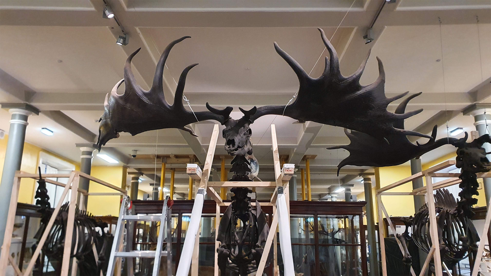 Ireland was once home to deer with massive 12-foot antlers | Popular Science