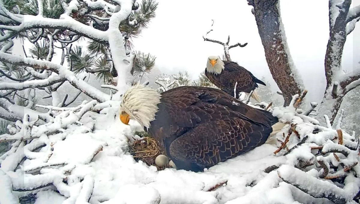 Sadly, these live-streamed bald eagle eggs likely won't hatch | Popular ...