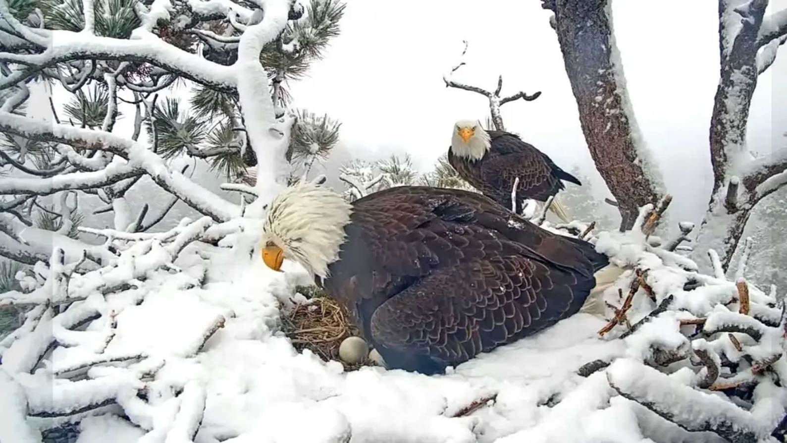 Sadly, these live-streamed bald eagle eggs likely won't hatch | Popular Science