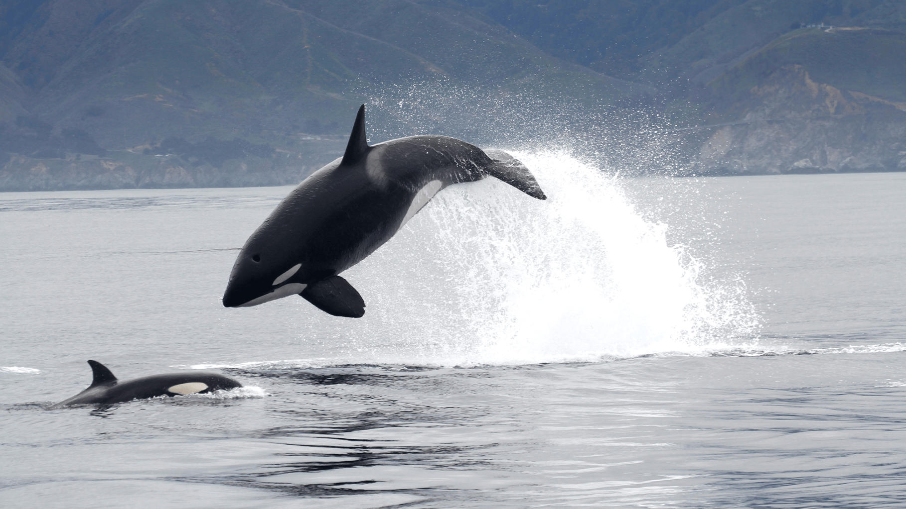 How crafty orca whales hunt near submarine canyons | Popular Science