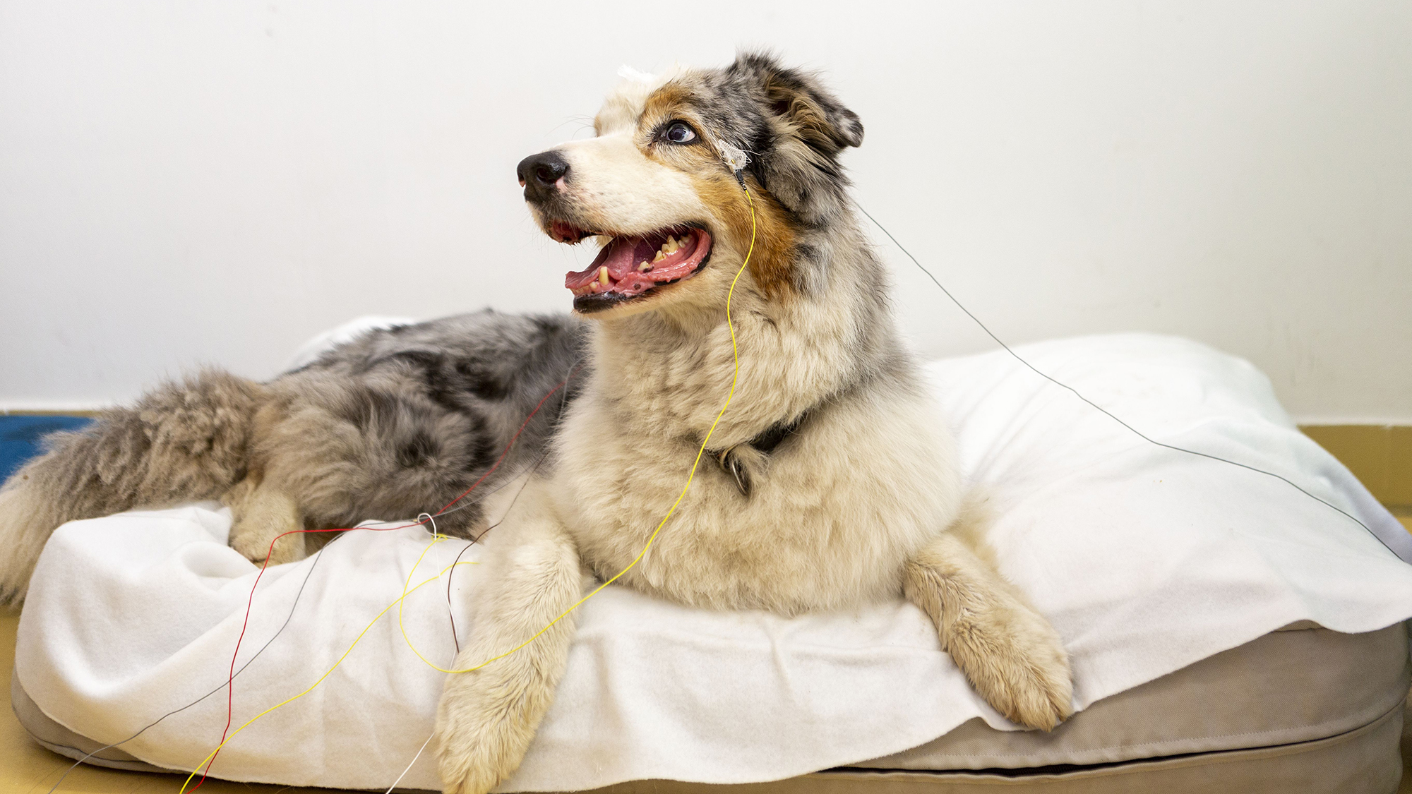 New evidence suggests dogs may ‘picture’ objects in their minds ...