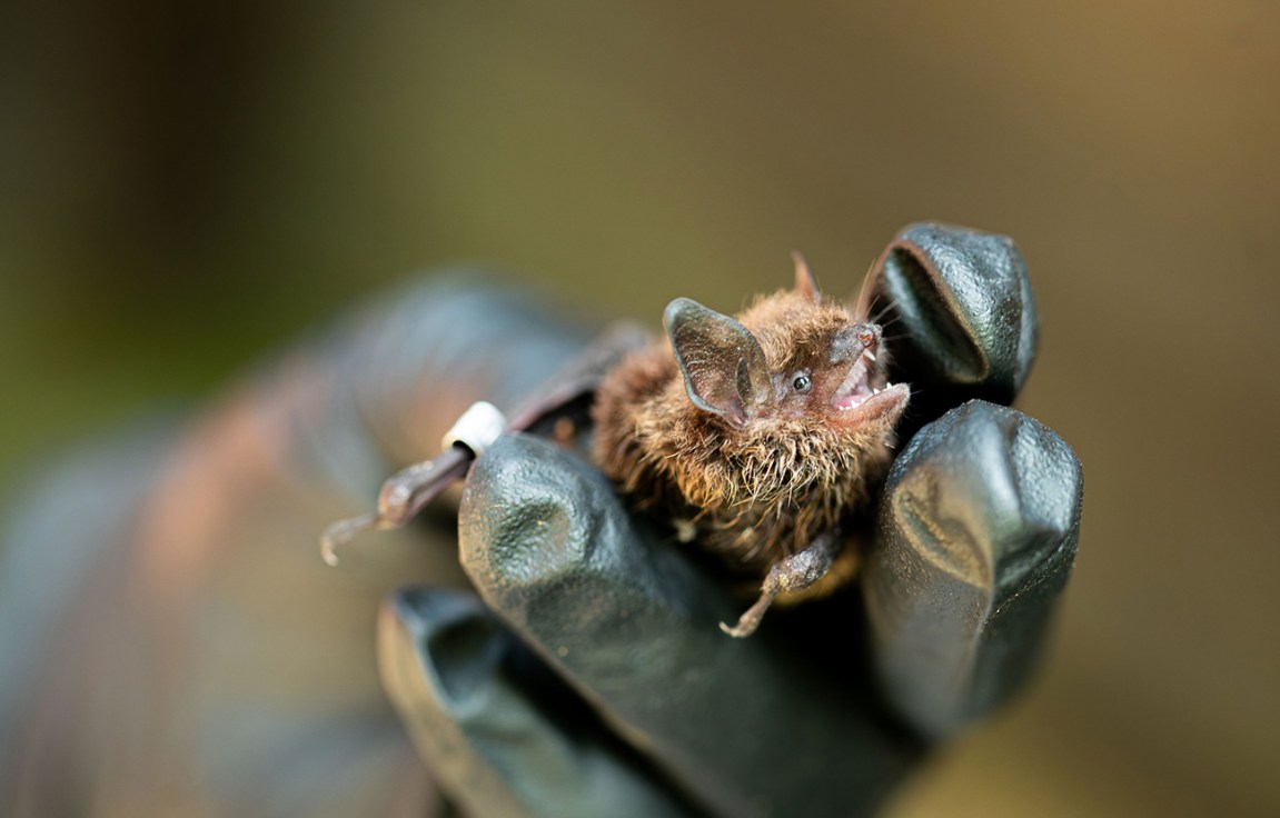 Can niche lives of bats help them avoid the white-nose syndrome ...