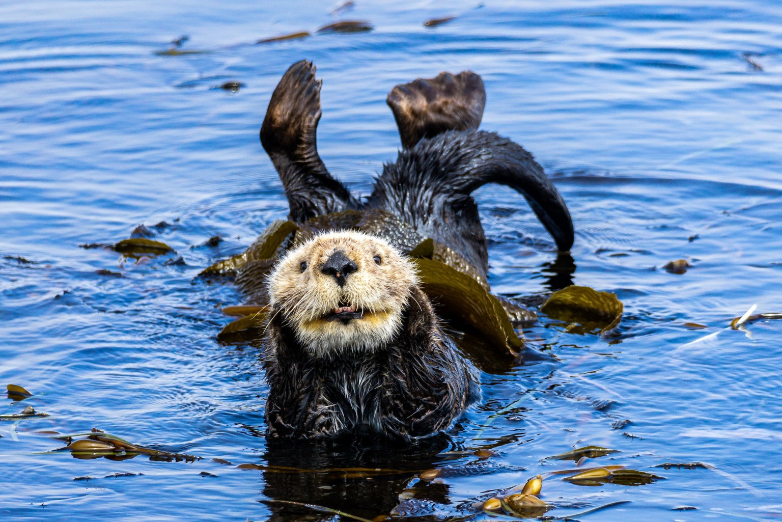 10 delightful outtakes from Comedy Wildlife Photography Awards | Popular Science