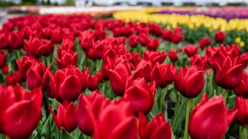 Autonomous robots help farmers prepare for world's largest tulip bloom ...