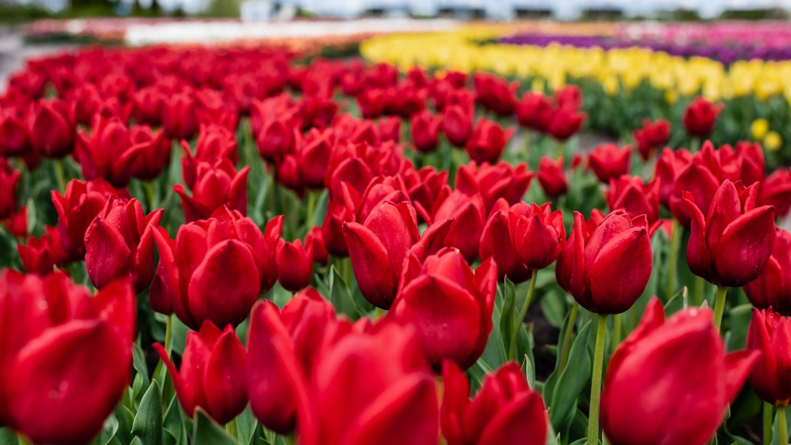 Autonomous robots help farmers prepare for world's largest tulip bloom ...