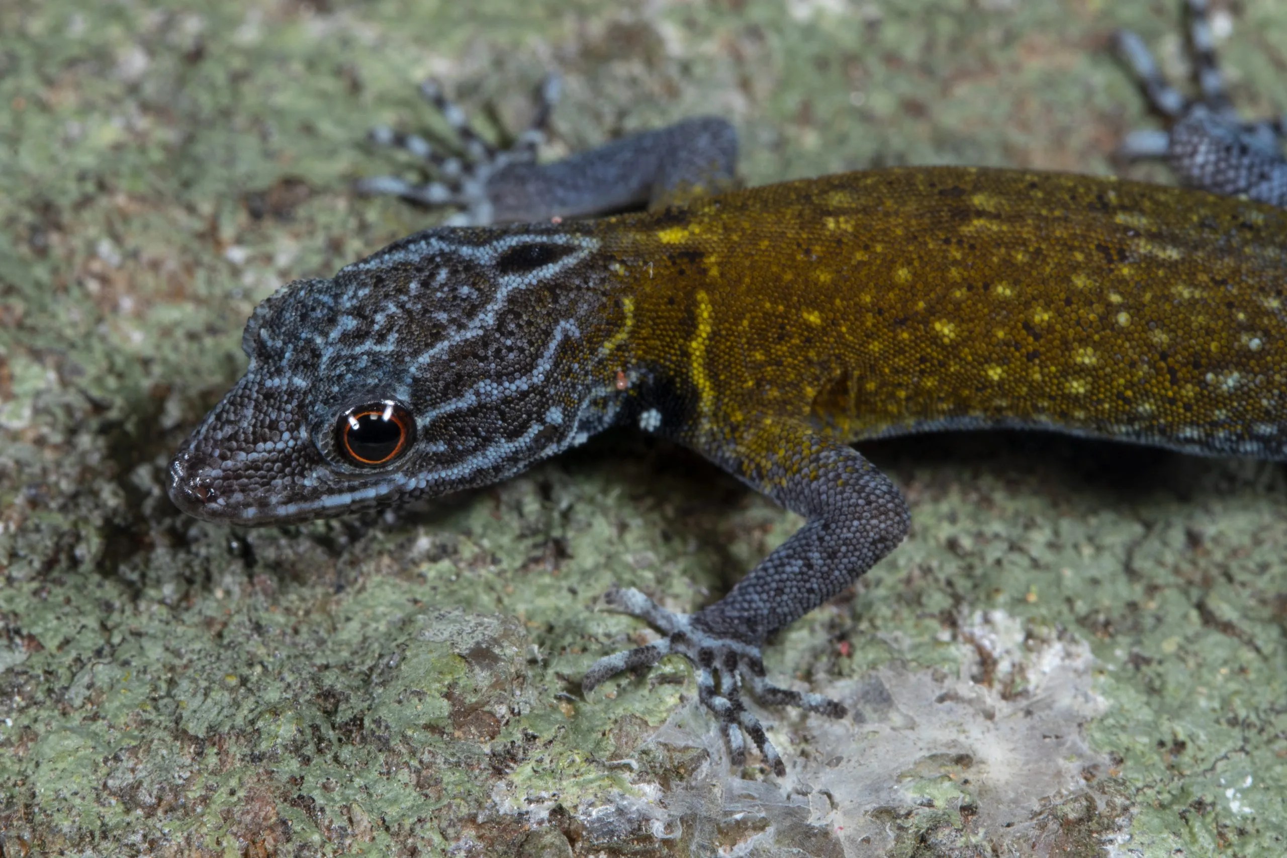 New tiny gecko species named after Vincent van Gogh | Popular Science
