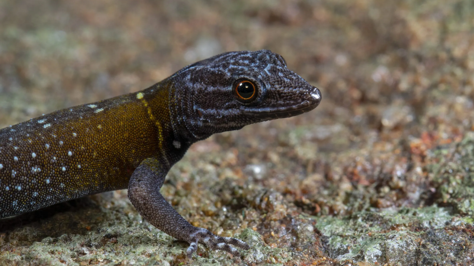 New tiny gecko species named after Vincent van Gogh | Popular Science