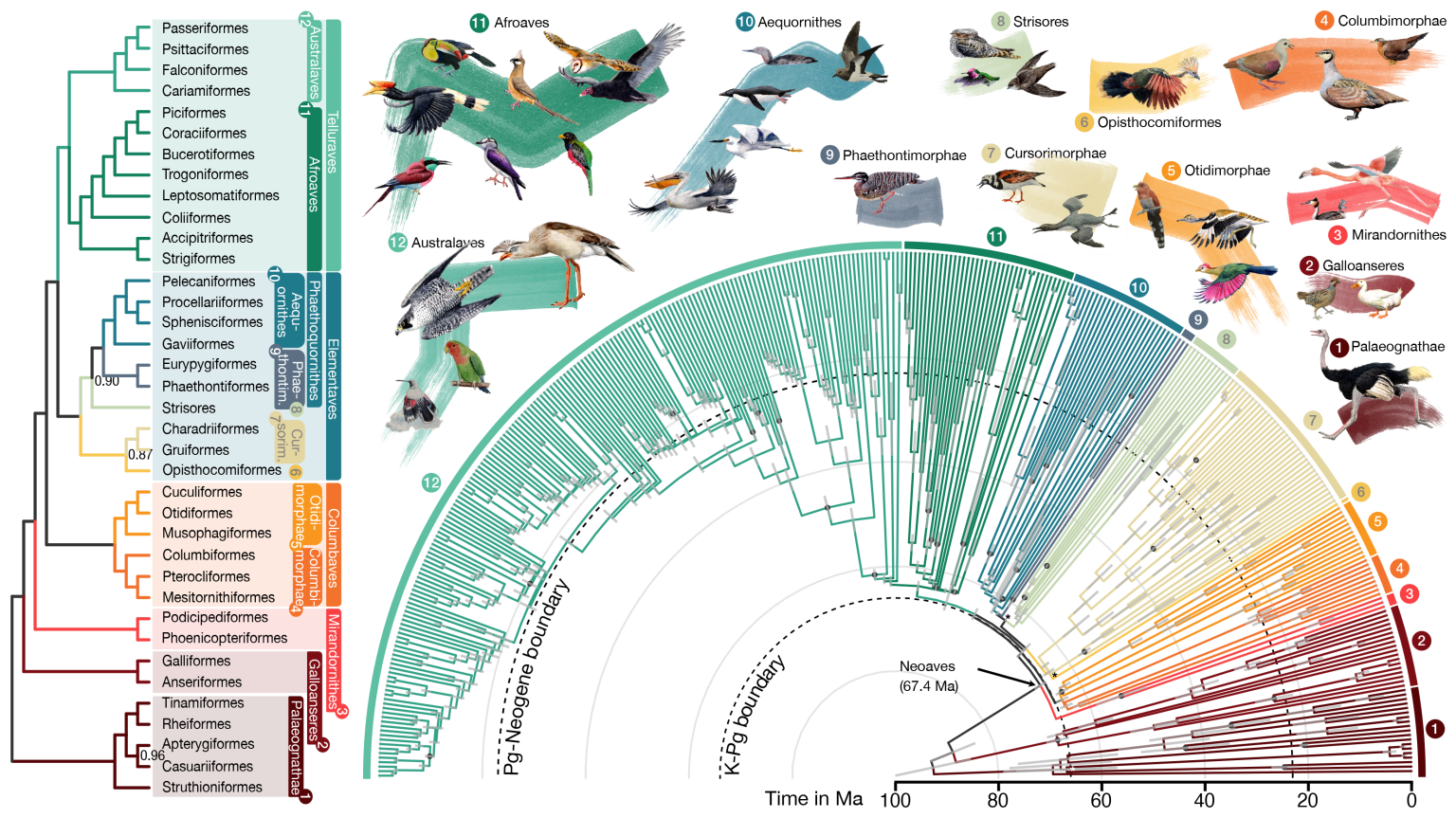 We were very wrong about birds | Popular Science