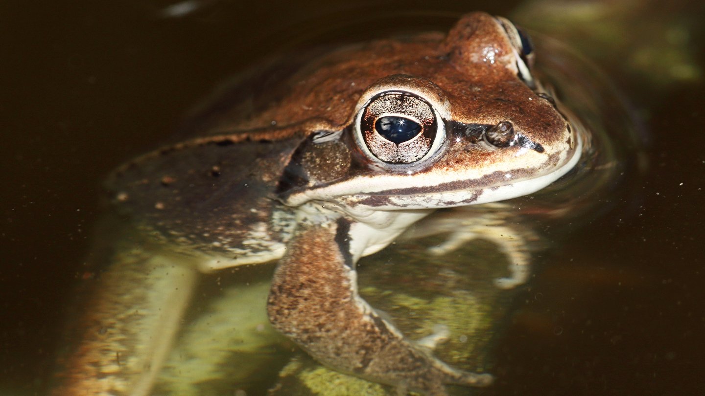 These frogs may be evolving because of road salt | Popular Science