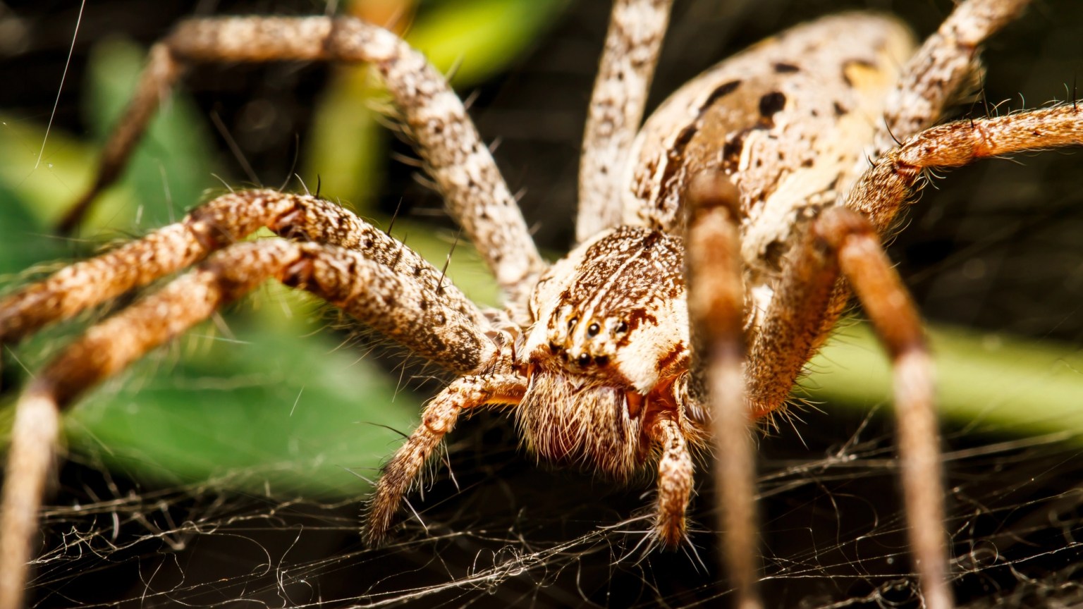 Spider conversations decoded with the help of machine learning and ...