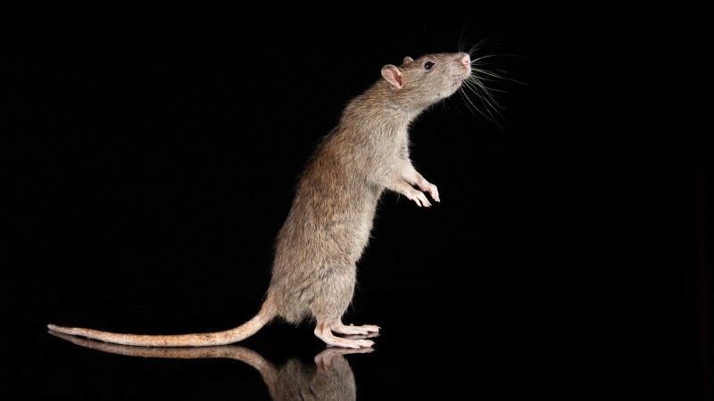 How big rats took over North America | Popular Science