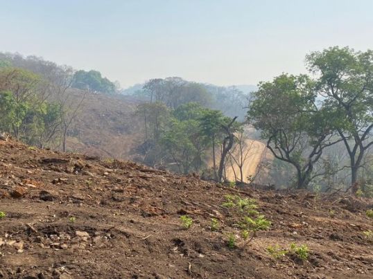 Mining of materials needed for 'green revolution' puts great ape ...