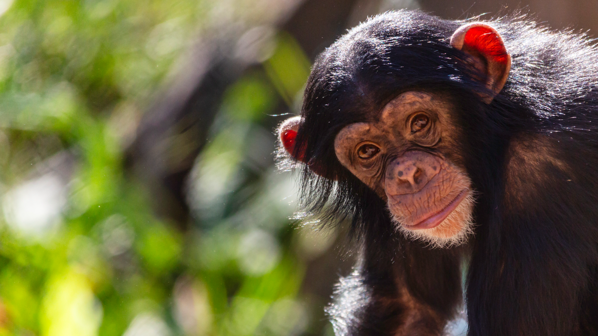Mining of materials needed for 'green revolution' puts great ape ...