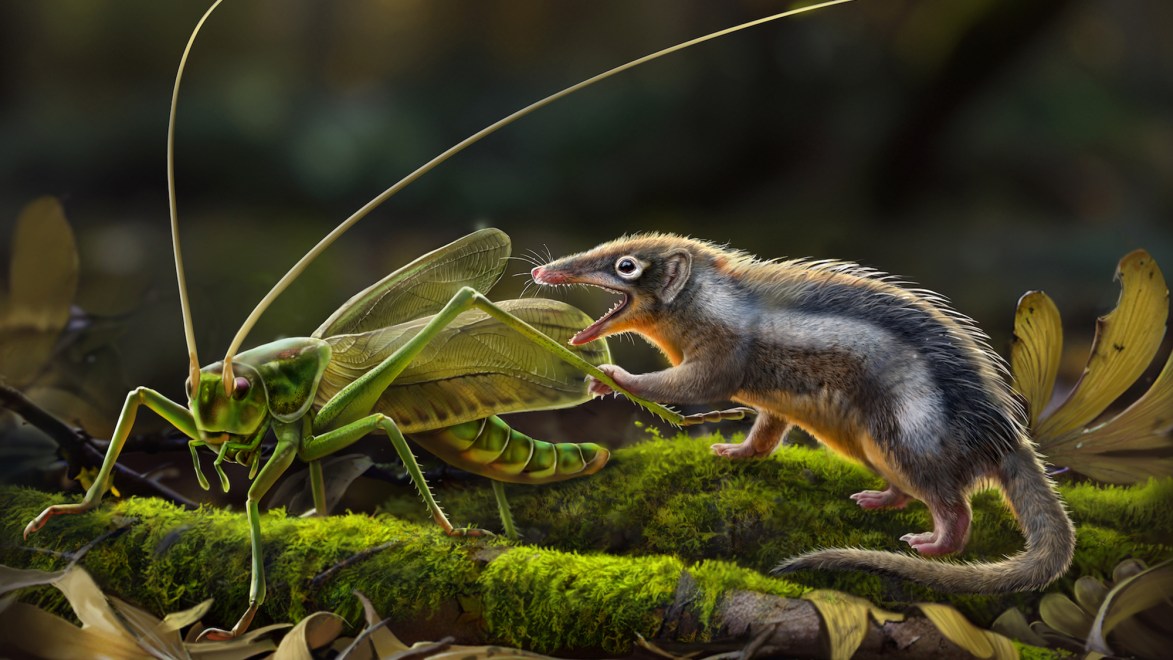 New fossils of tiny, toothy early mammals could be a major missing link ...