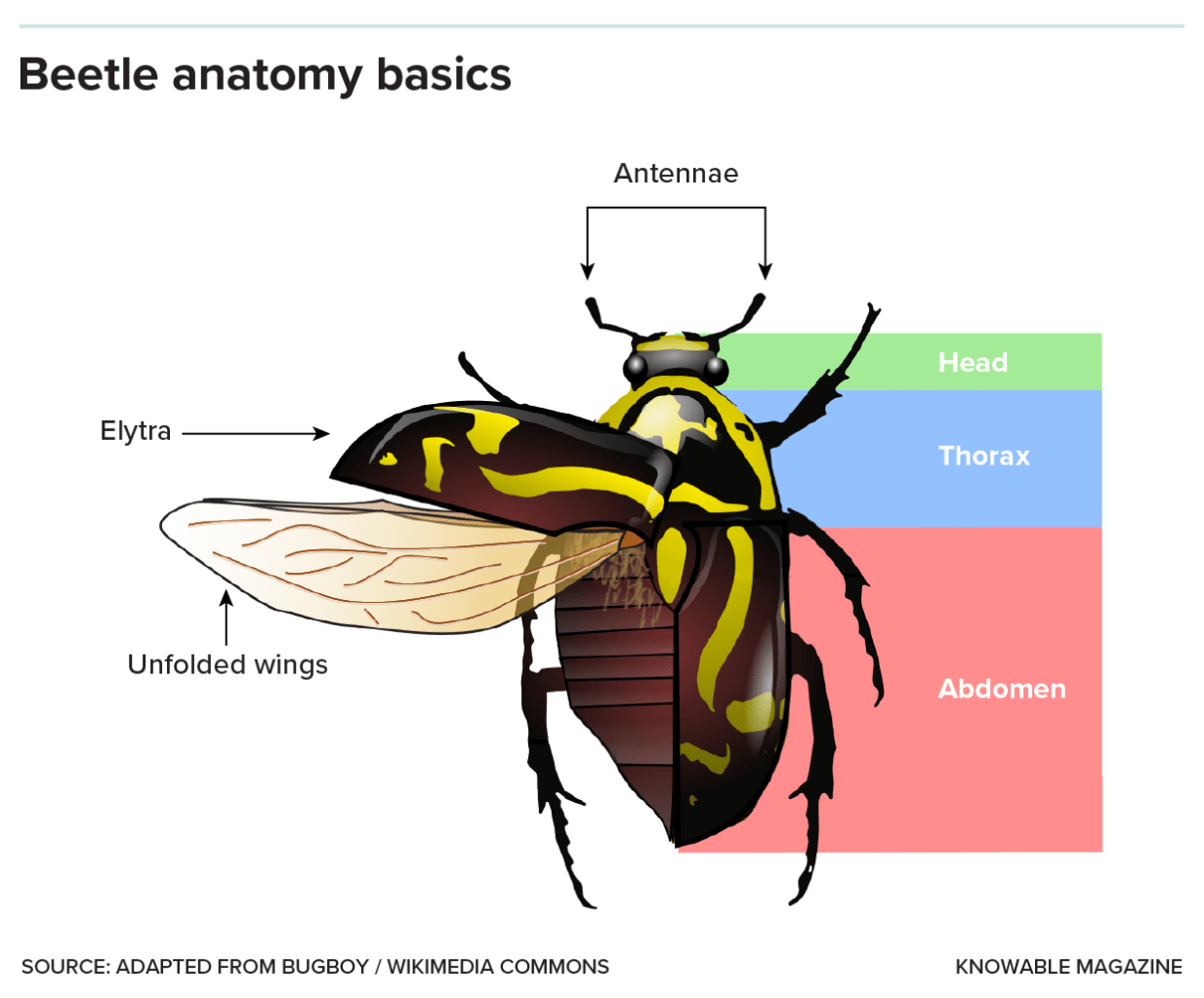 Why are there so many different beetles? | Popular Science
