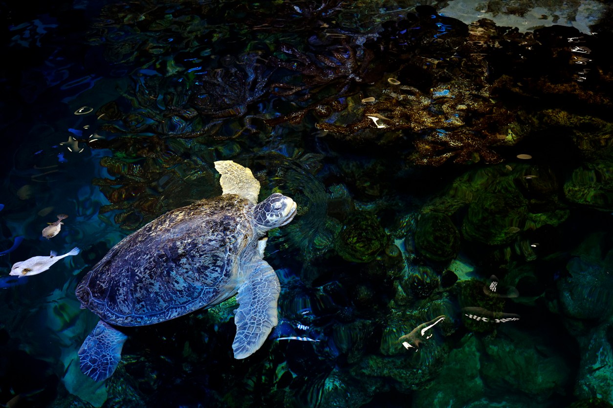Myrtle the Turtle 'in robust condition' at age 95 | Popular Science