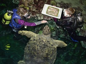 Myrtle the Turtle 'in robust condition' at age 95 | Popular Science