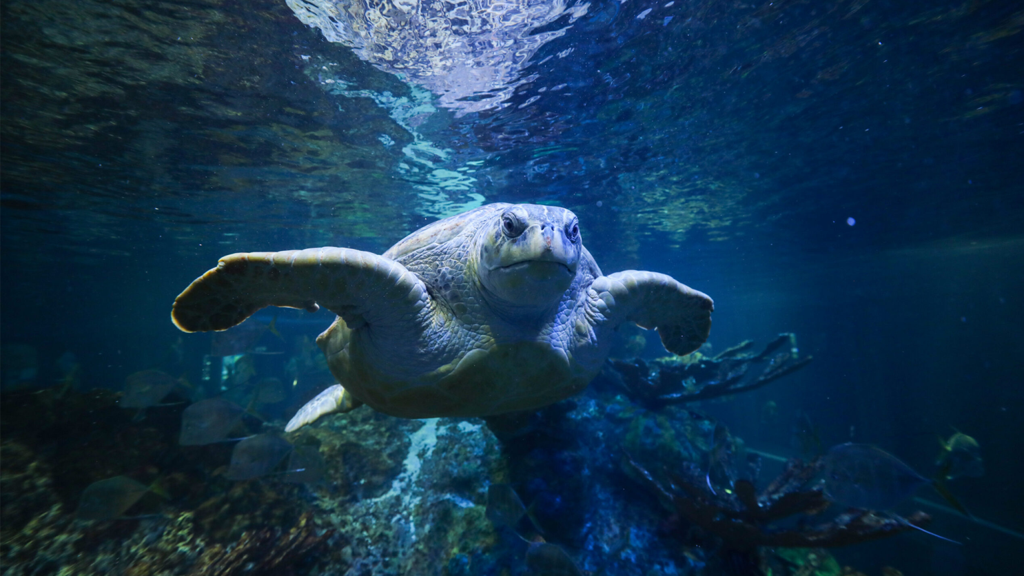 Myrtle the Turtle 'in robust condition' at age 95 | Popular Science