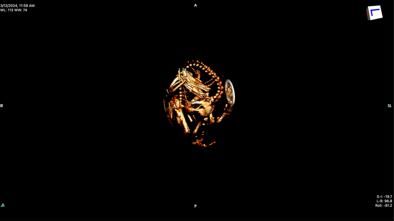 CT scans look inside a California condor egg | Popular Science