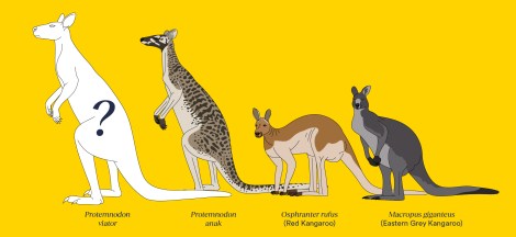 Super-muscular 374-pound kangaroos once thumped around Australia and ...