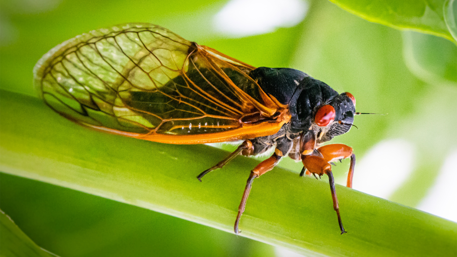 The Cicadapocalypse is nigh. 7 cicada facts to know before it hits ...